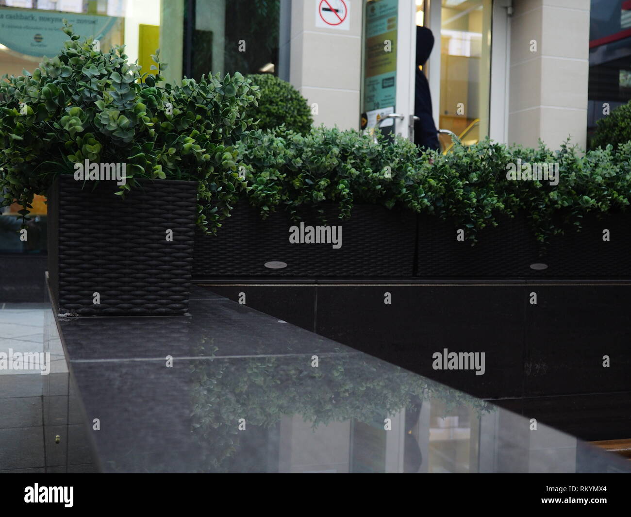 Common box buxus sempervirens garden hi-res stock photography and ...