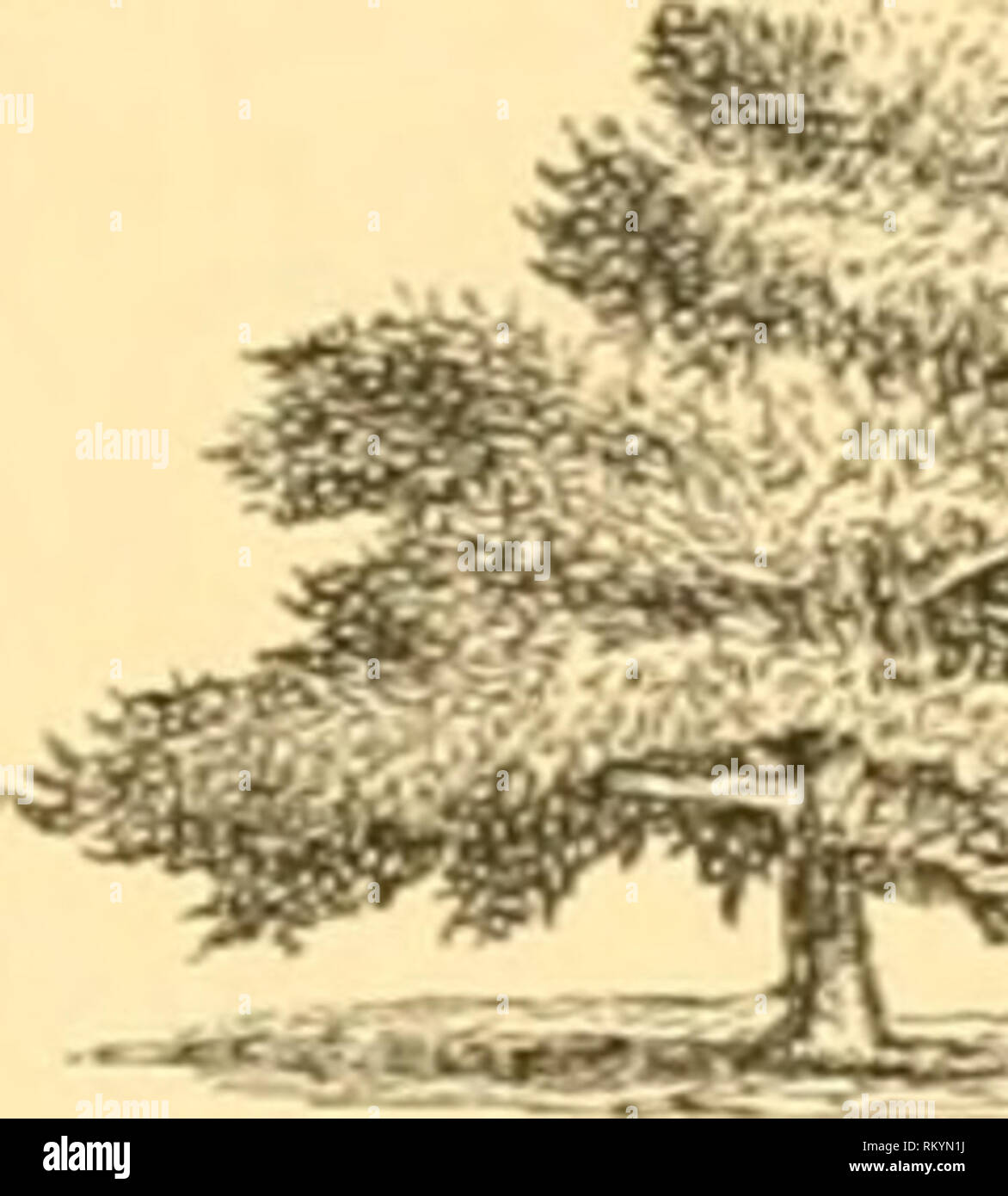 . The art of beautifying suburban home grounds of small extend ...