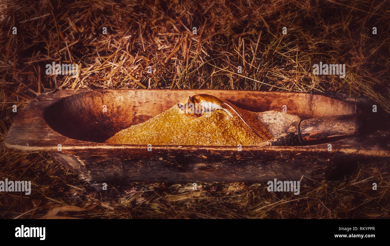 A dead mouse on an old wooden trough with corn flour in a stable with ...