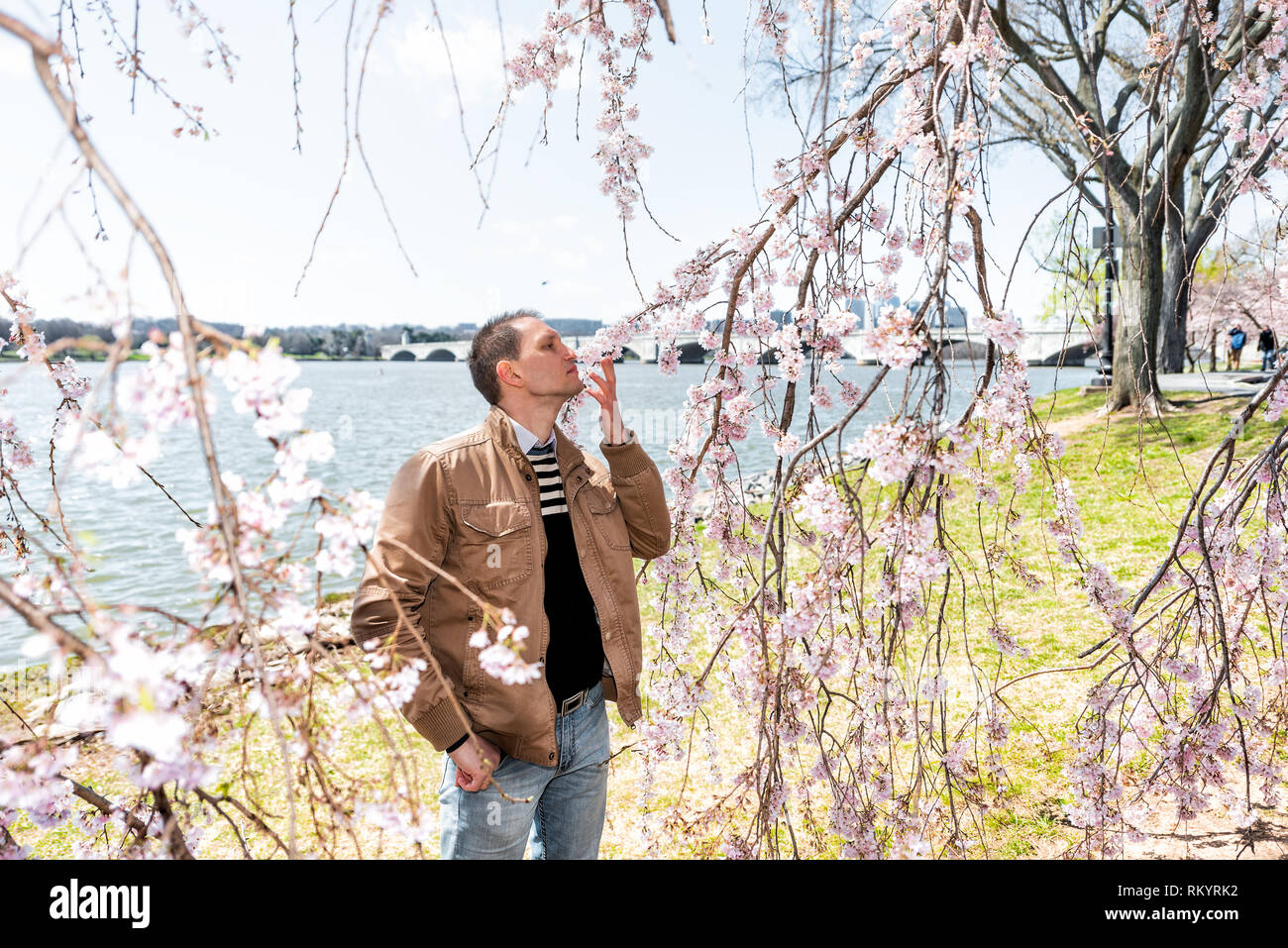 Washington DC, USA tourist people young man standing by cherry blossom ...