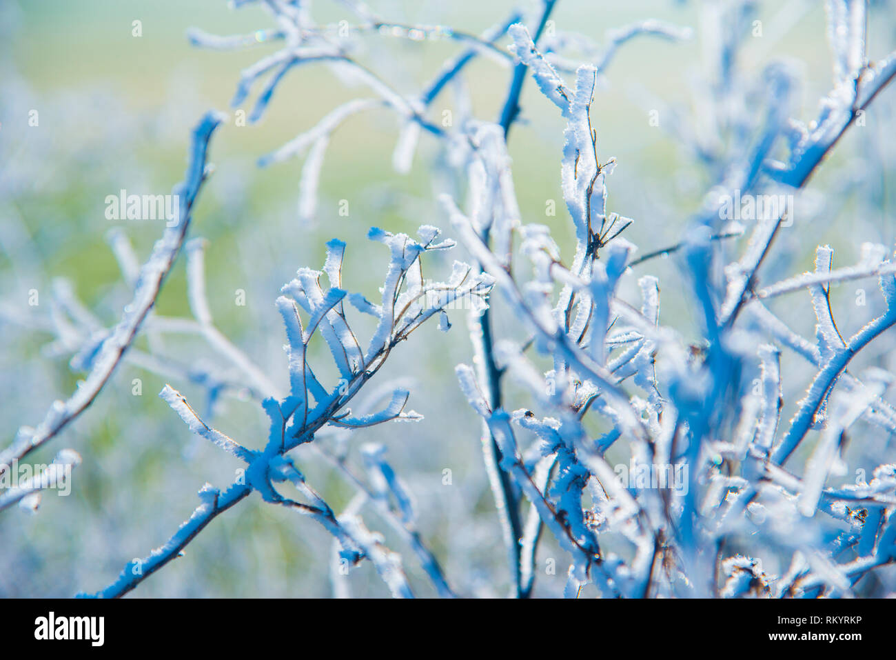 Frost plants hi-res stock photography and images - Alamy