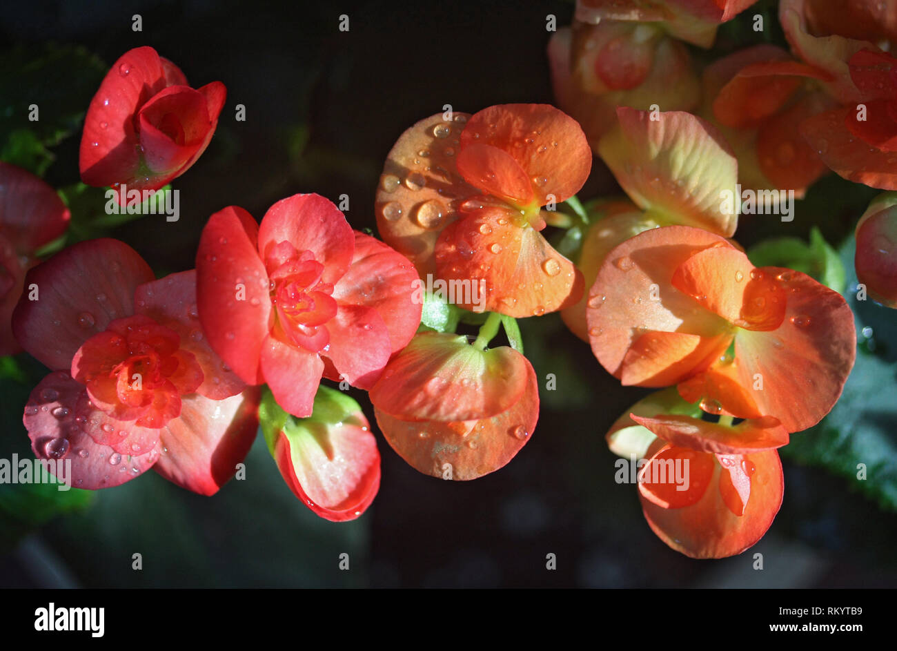Rieger begonia hi-res stock photography and images - Alamy