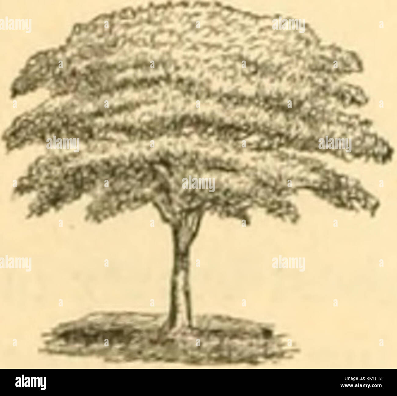 . The art of beautifying suburban home grounds of small extent ...