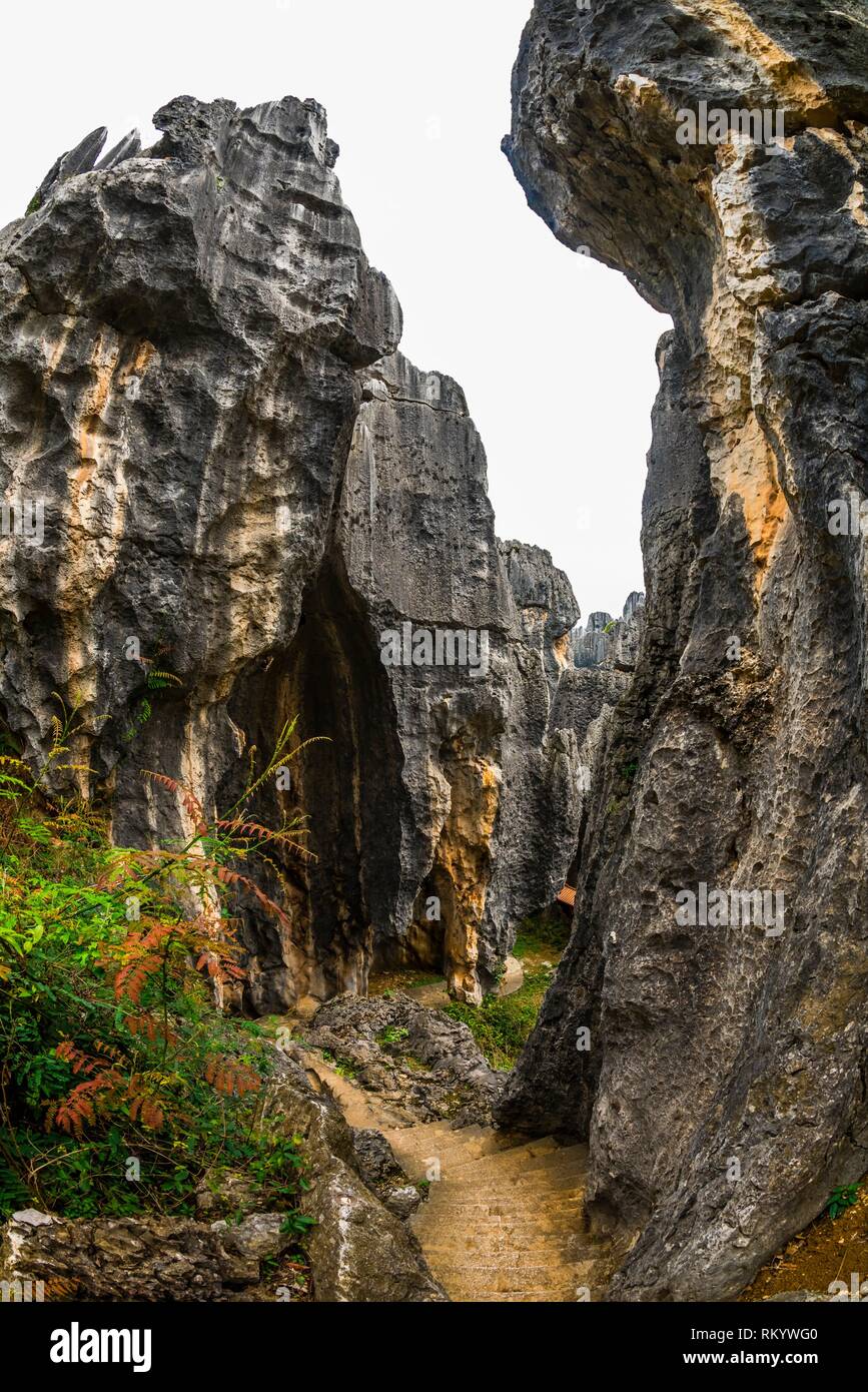 Limestone Rock Formations Stone Forest High Resolution Stock ...