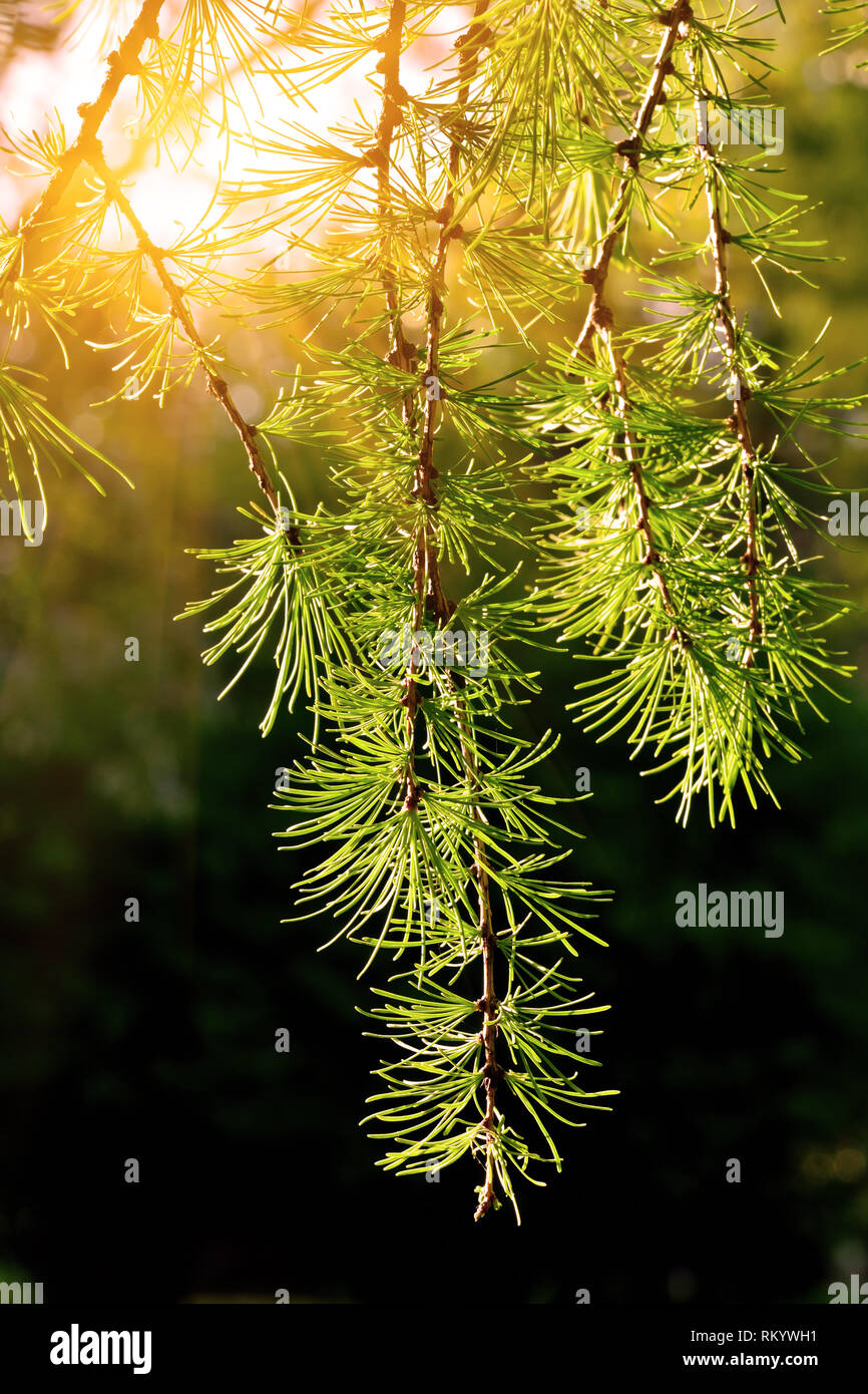 Beautiful twigs of larch close up in the background light. Natural ...
