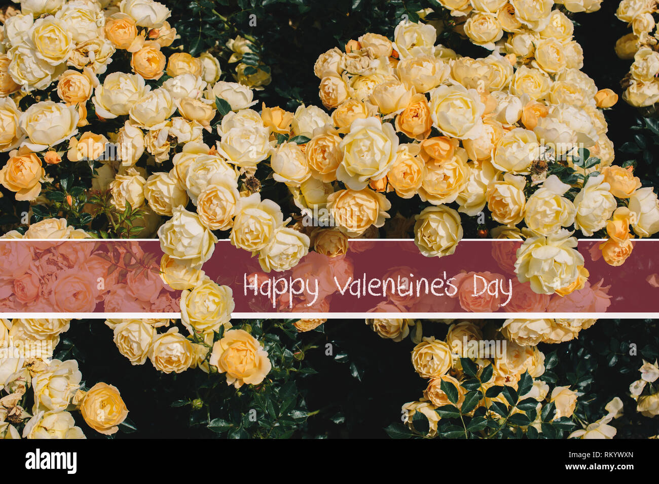 Blooming beautiful colorful roses as floral background Stock Photo - Alamy