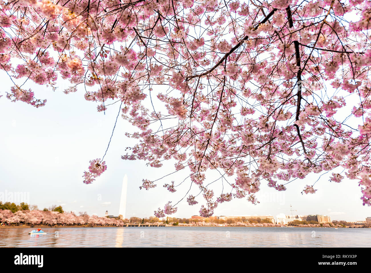 Tidal Basin lake pond and pink cherry blossom sakura flowers on branch ...