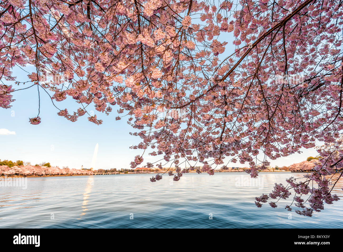 Tidal Basin pond and pink cherry blossom sakura flowers on branch trees ...
