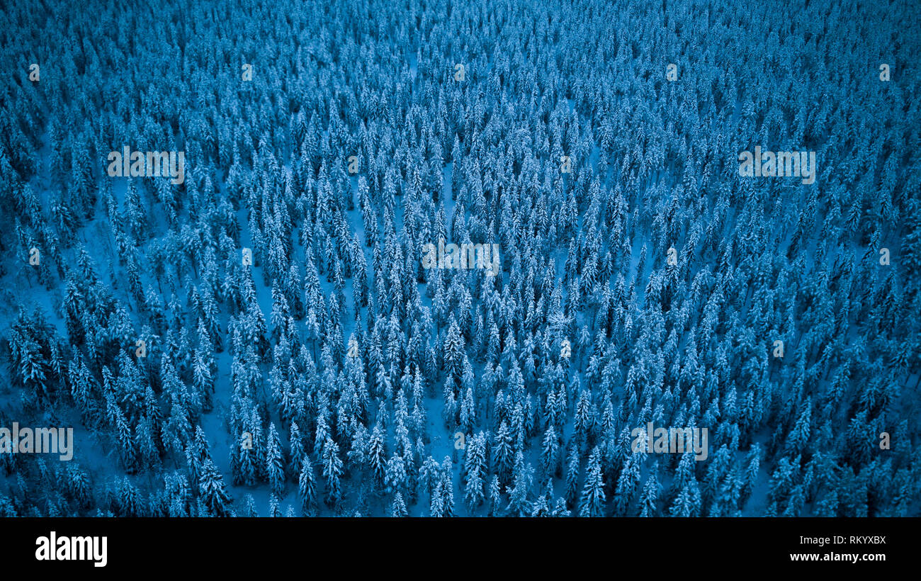 Cold winter forest Stock Photo - Alamy