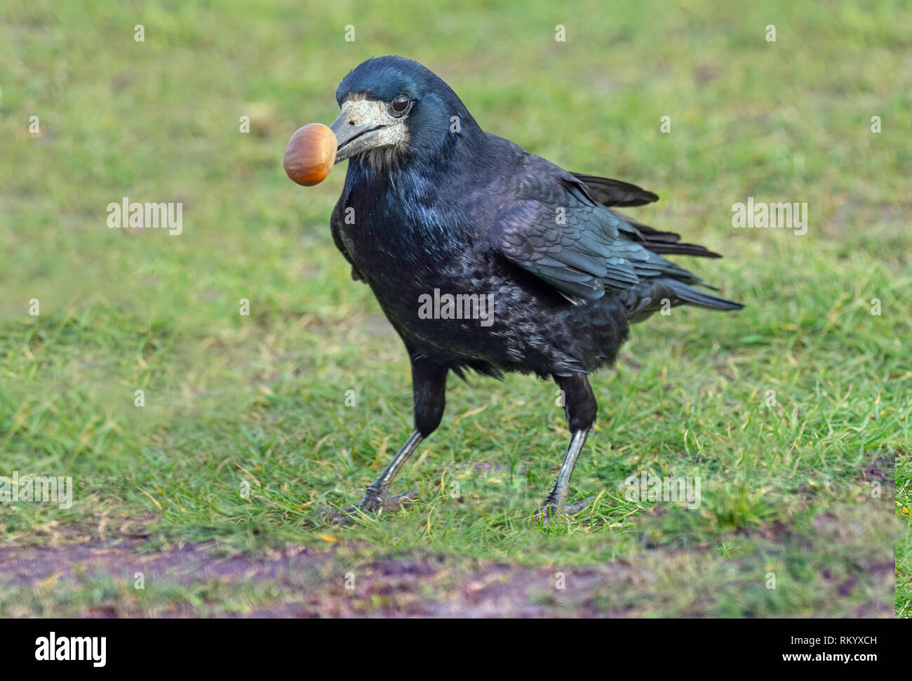 Rook Corvus frugilegus feeding on chestnut East coast Norfolk Stock ...