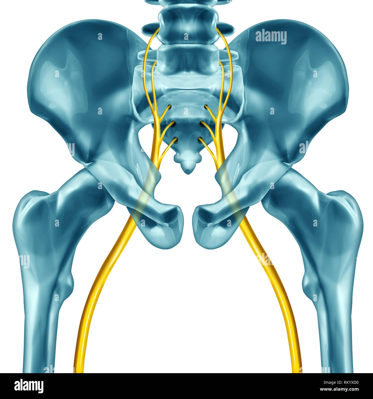 Understanding Facts About The Sciatic Nerve Neuragenex 49 Off