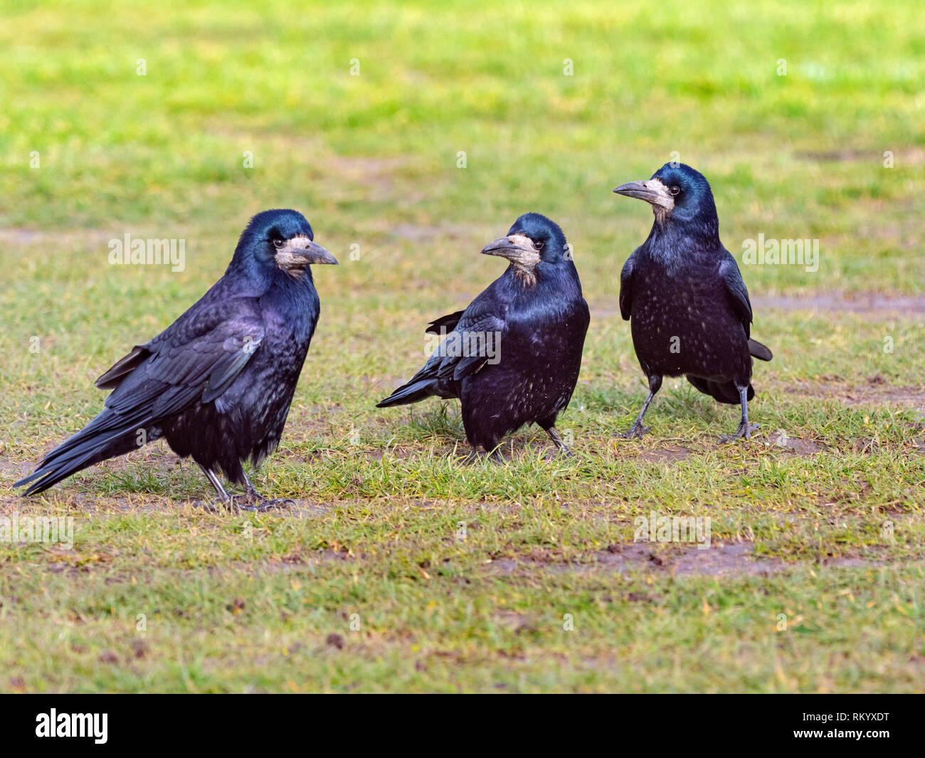 Group of birds at bird feeder hi-res stock photography and images - Alamy