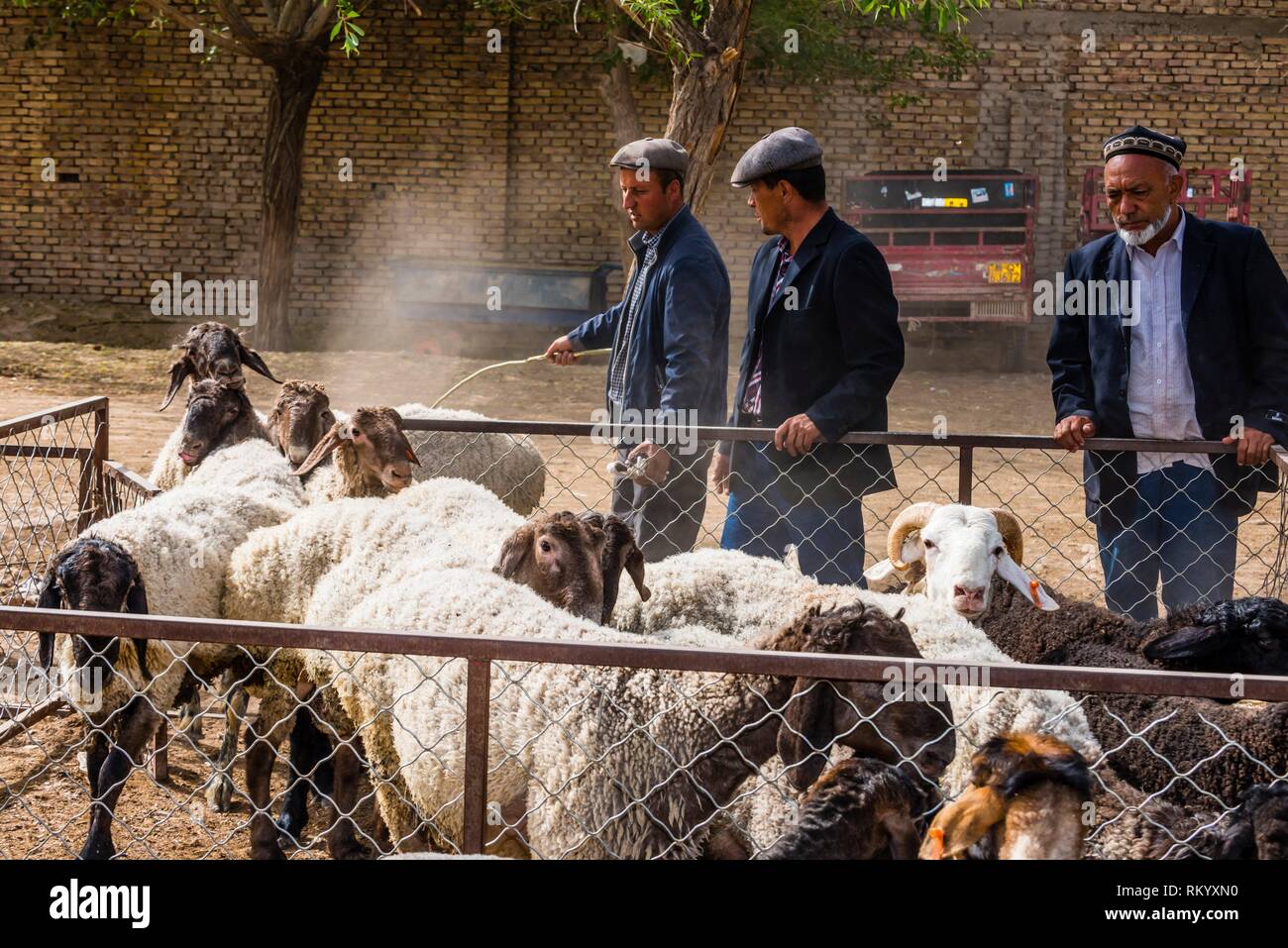 Indian Goat High Resolution Stock Photography and Images - Alamy