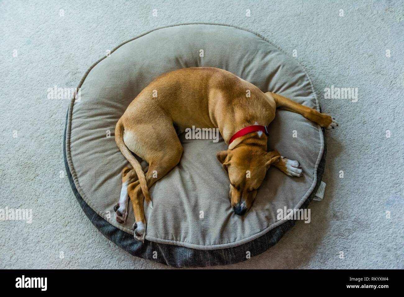 Rhodesian Ridgeback High Resolution Stock Photography and Images - Alamy