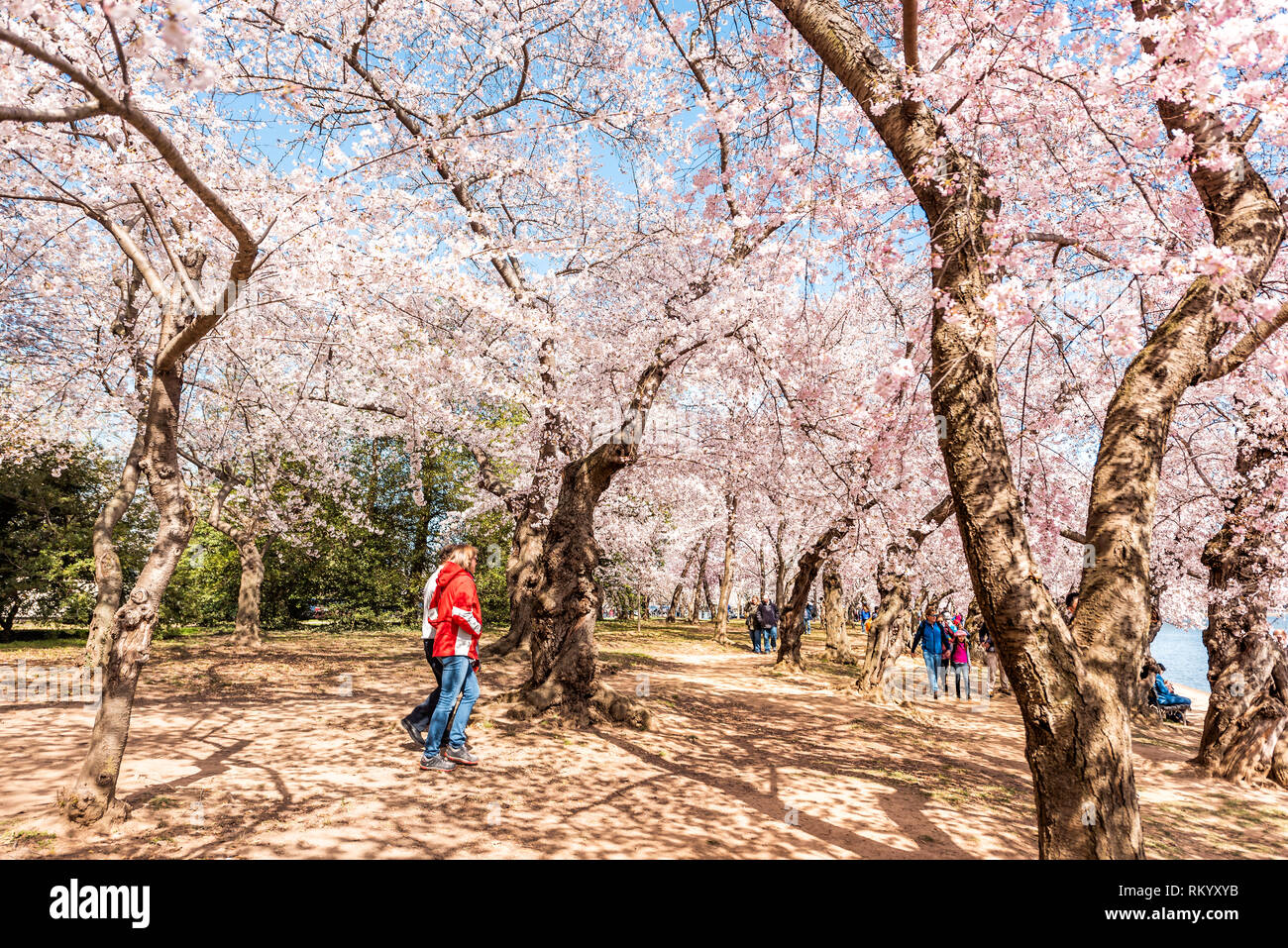 Washington DC, USA - April 5, 2018: People walking through park forest ...