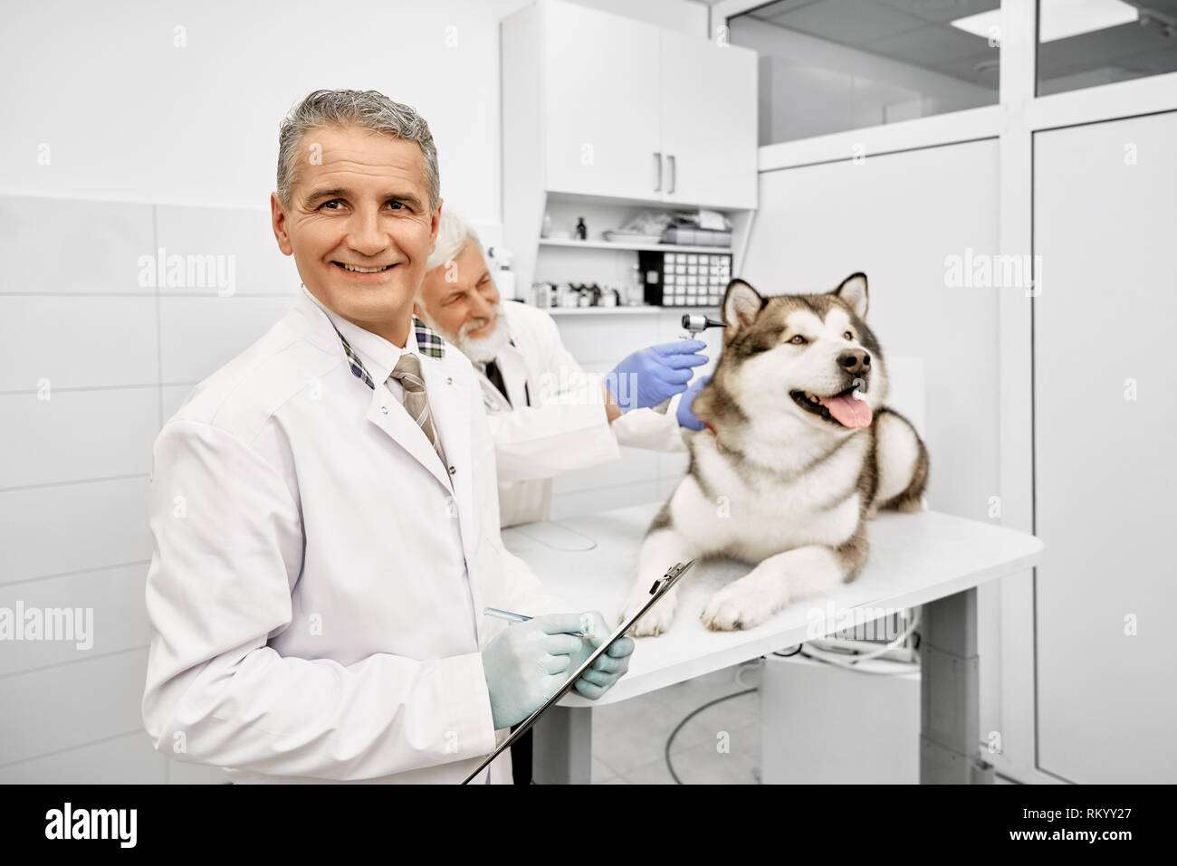Handsome mature veterinary doctor holding folder, looking at camera ...