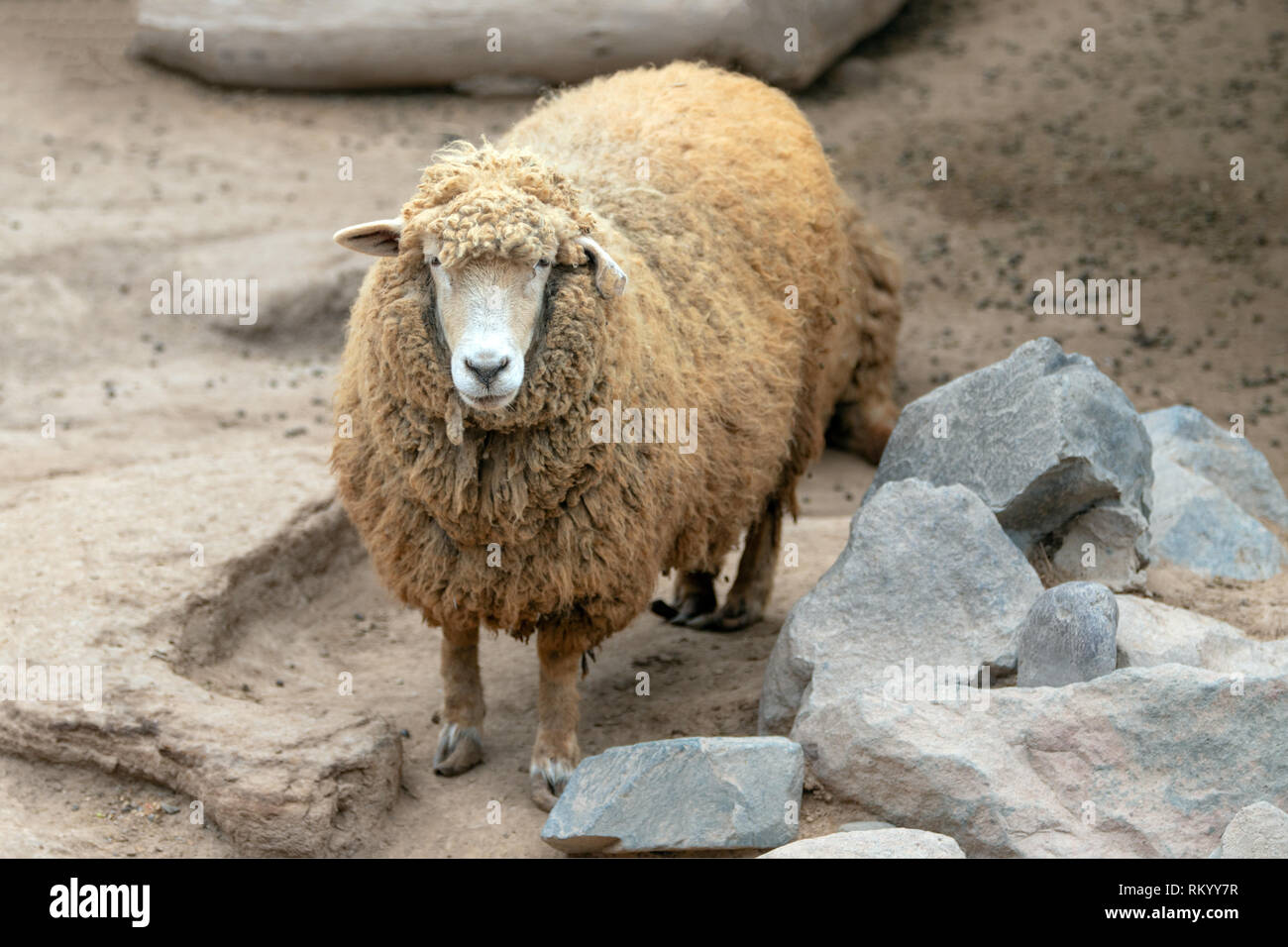 Parque de las leyendas peru hi-res stock photography and images - Alamy