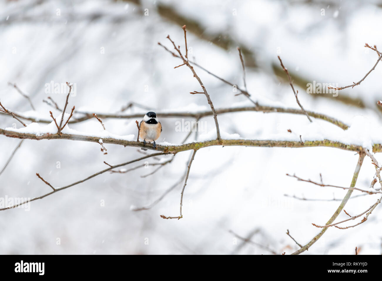 Small black-capped chickadee, poecile atricapillus, tit bird perched on ...