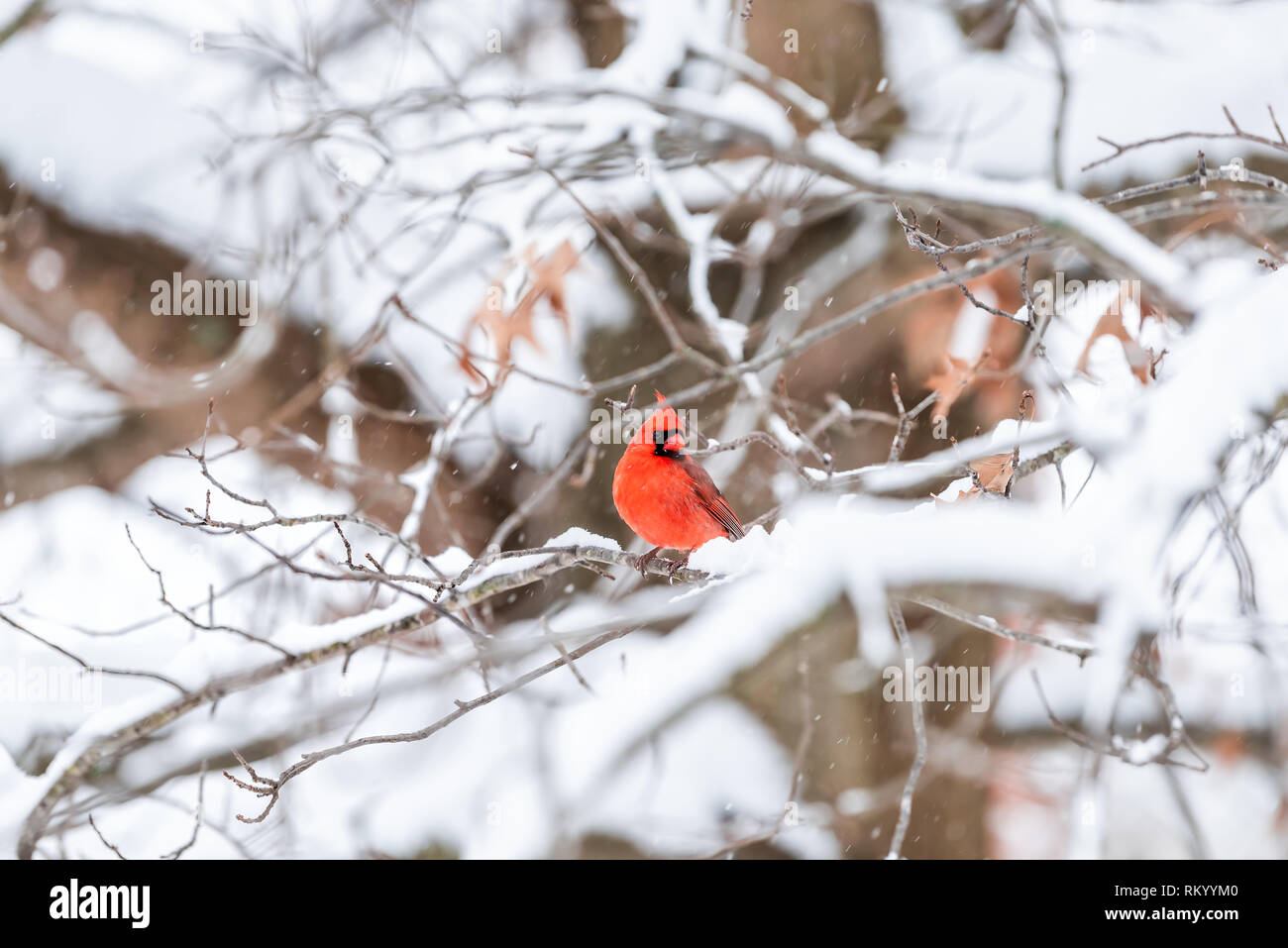 Puffed up one male red northern cardinal, Cardinalis, bird sitting far ...
