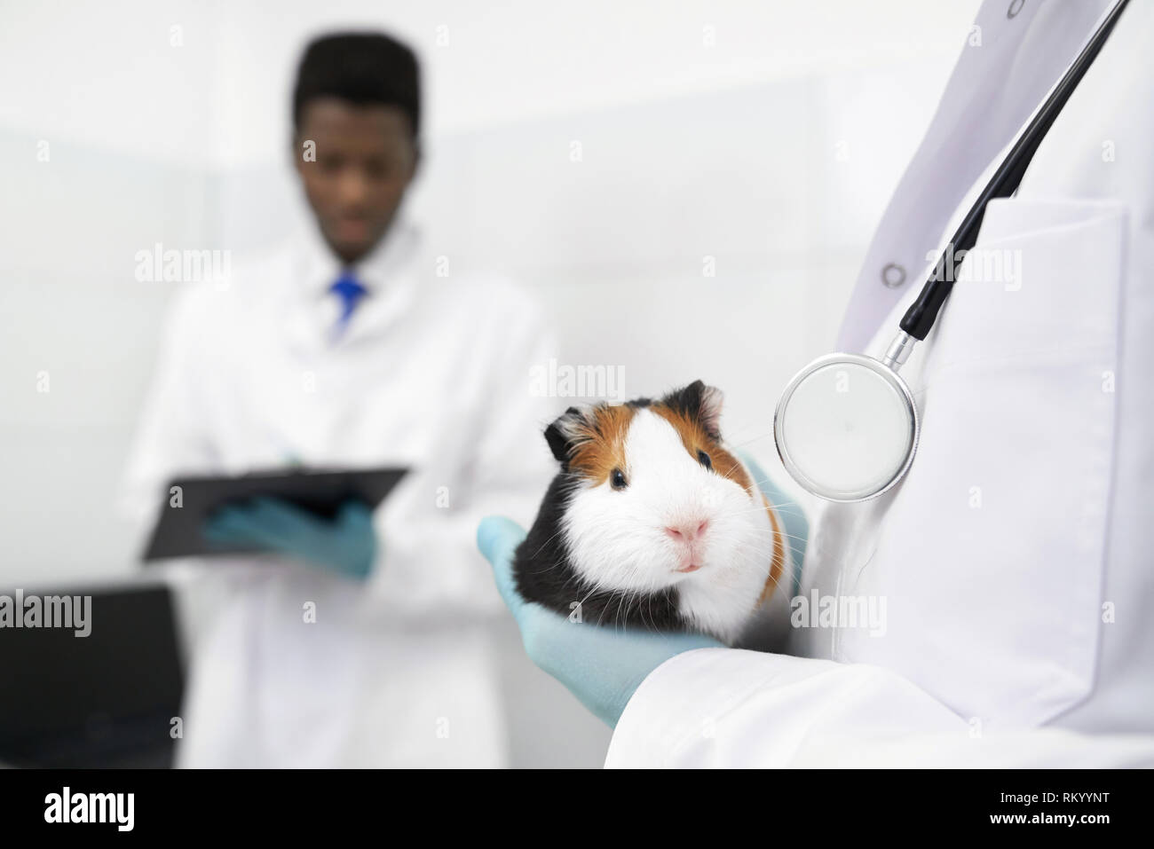 Close up of hamster muzzle sitting in hands of veterinarian. Vet doctor ...
