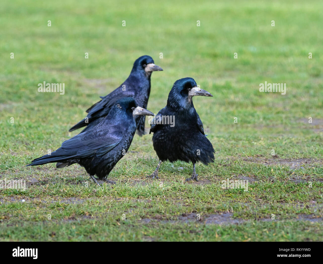 Rooks Corvus frugilegus feeding in grassland East coast Norfolk Stock ...