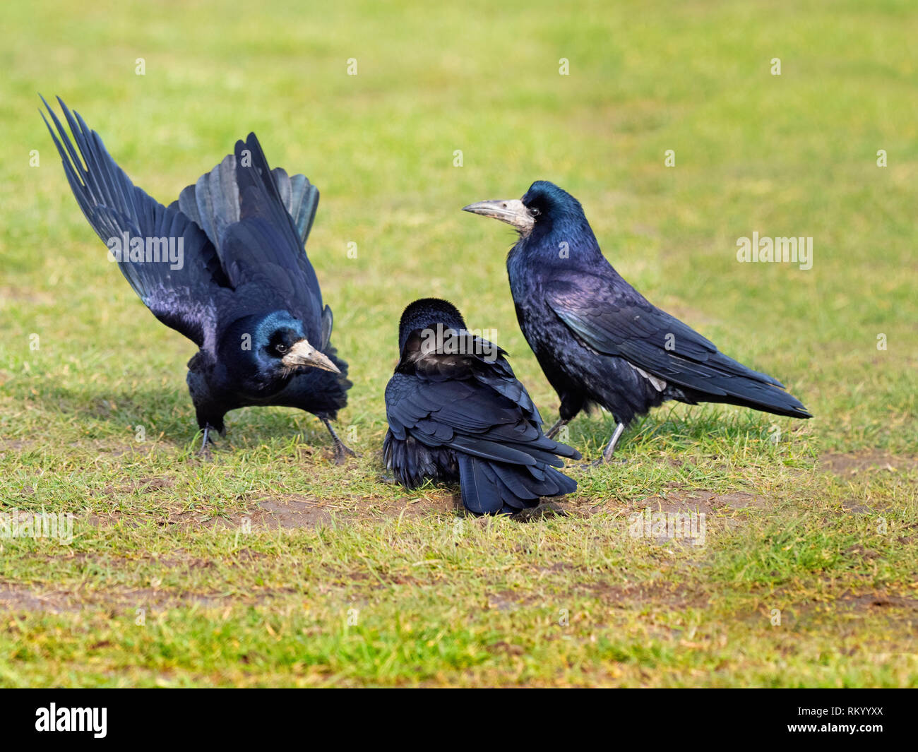 Rooks Corvus frugilegus feeding in grassland East coast Norfolk Stock ...