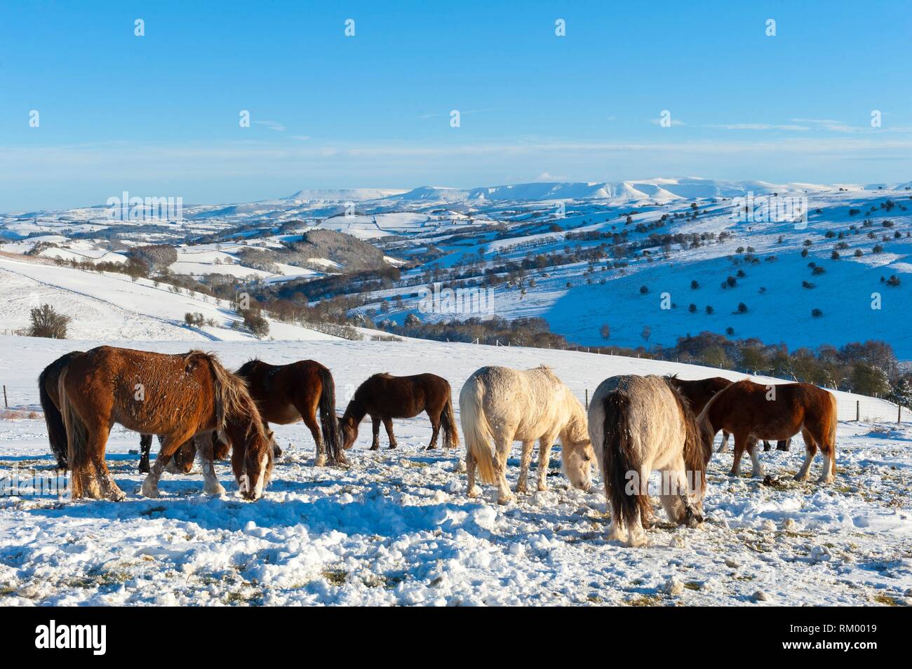 Welsh mountain ponies winter hi-res stock photography and images - Alamy