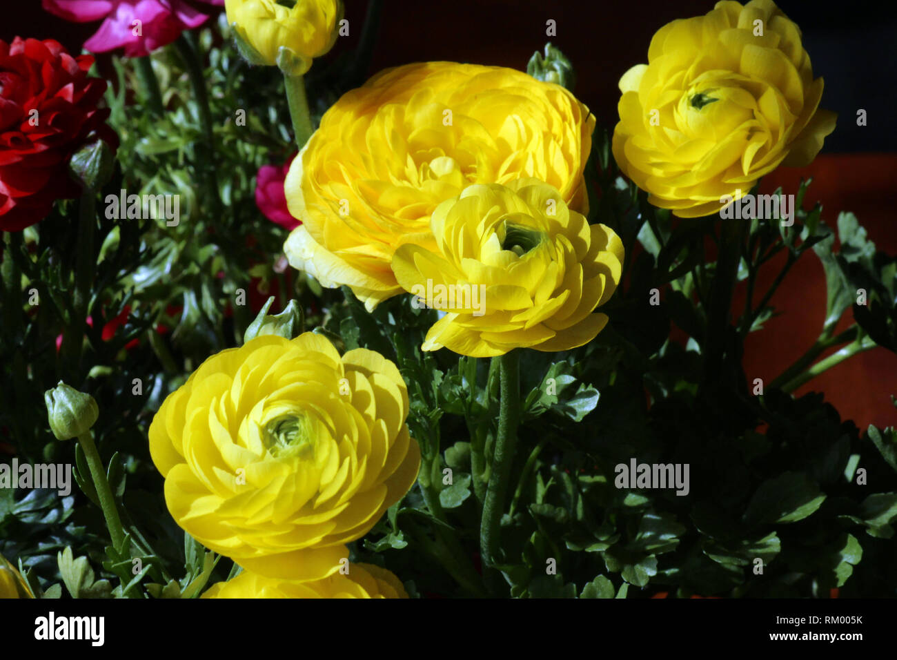 A cluster of yellow Ranunculus flowers, with pink and red flowers in ...
