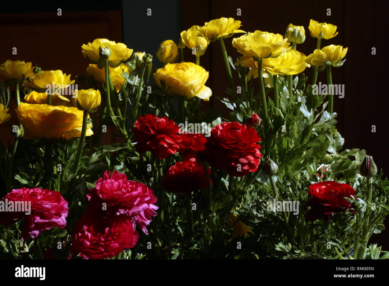 A cluster of yellow, pink and red Ranunculus flowers in varying stages ...