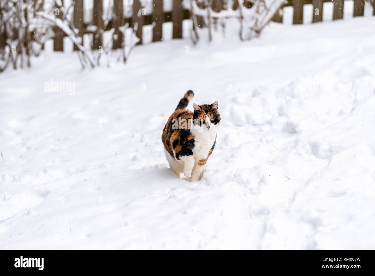 Calico cat jumping hi-res stock photography and images - Alamy