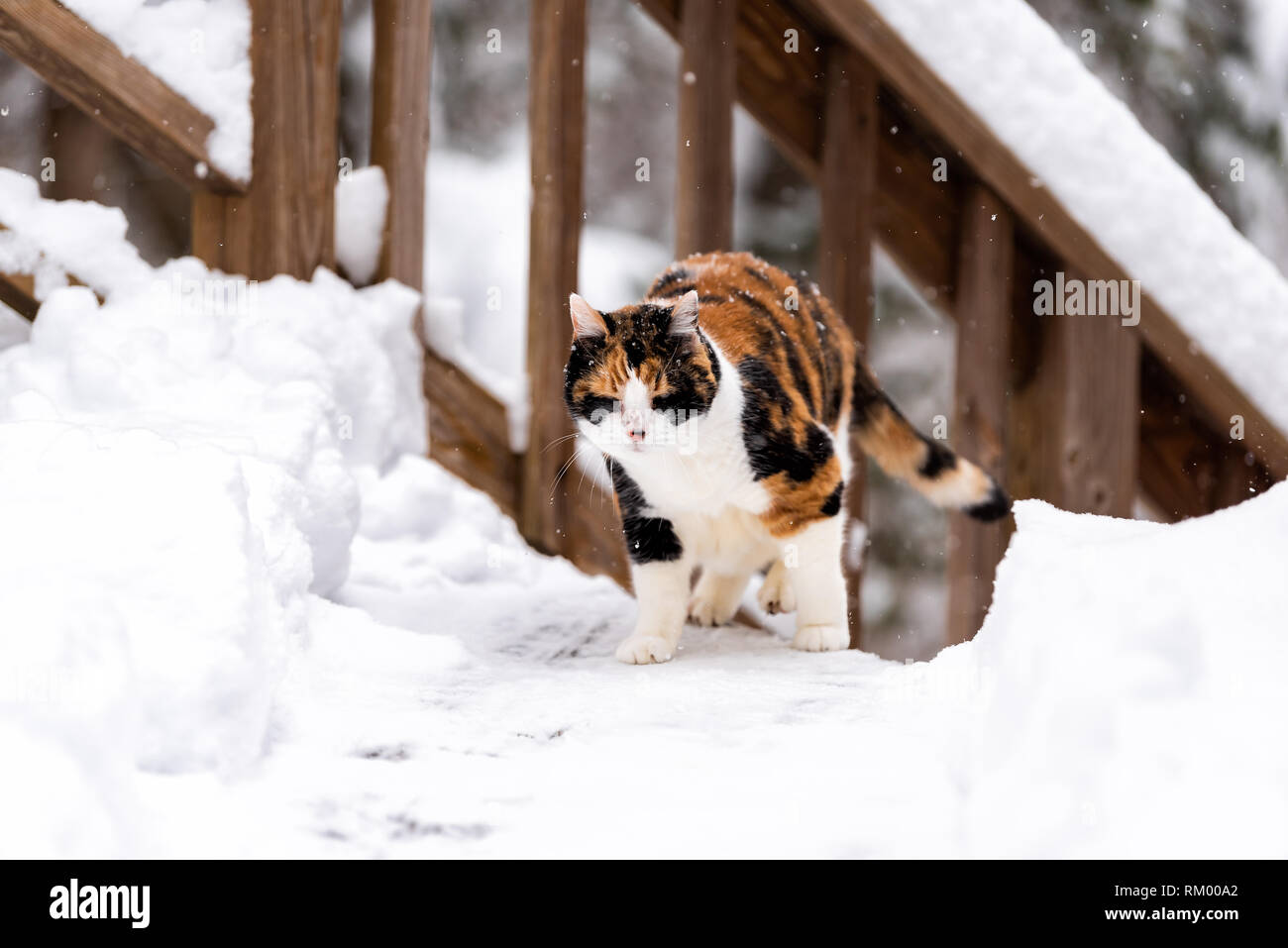 Calico cat outside outdoors in backyard during snow snowing snowstorm ...