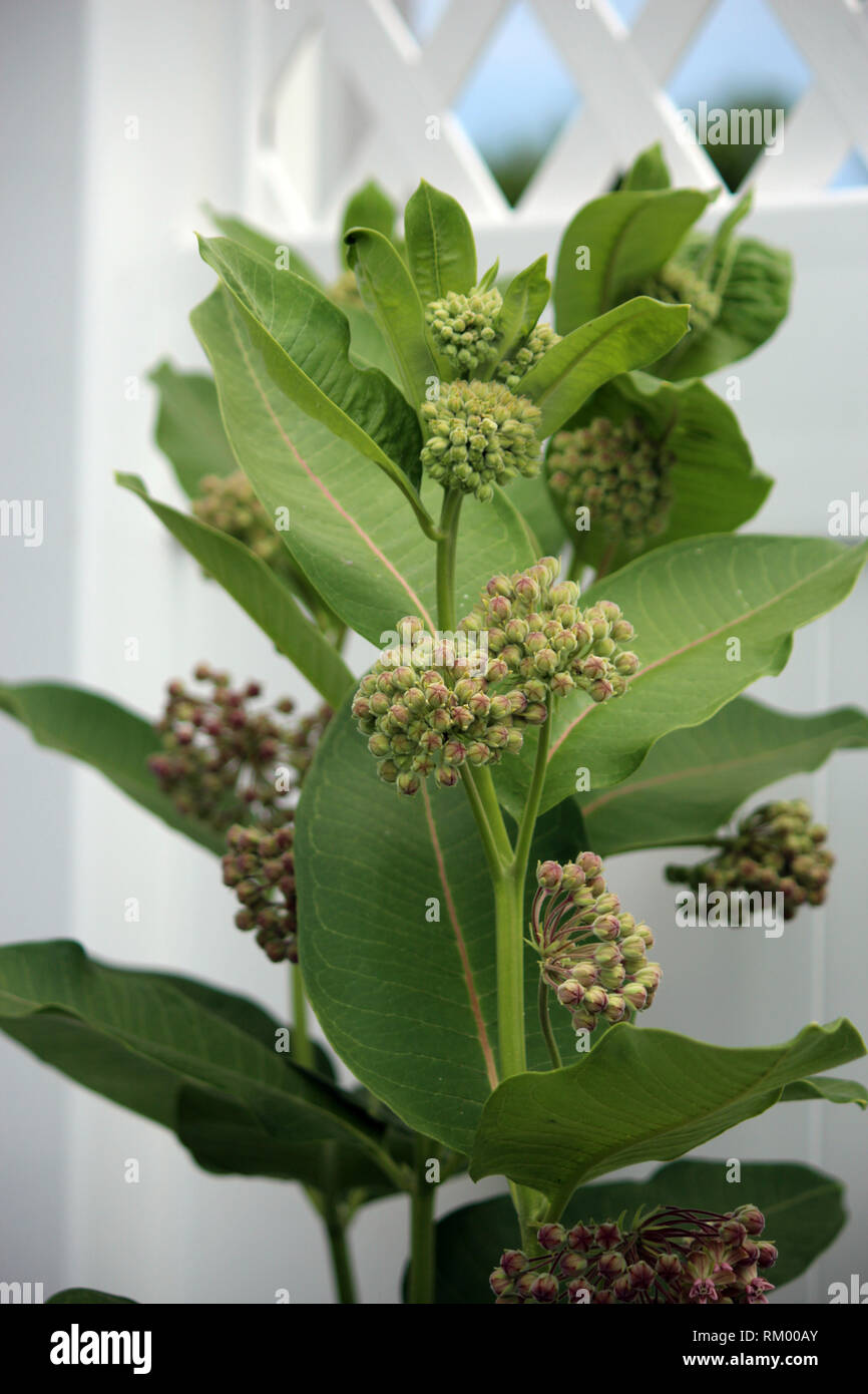 Several stalks of Common Milkweed bursting with many clusters of ...