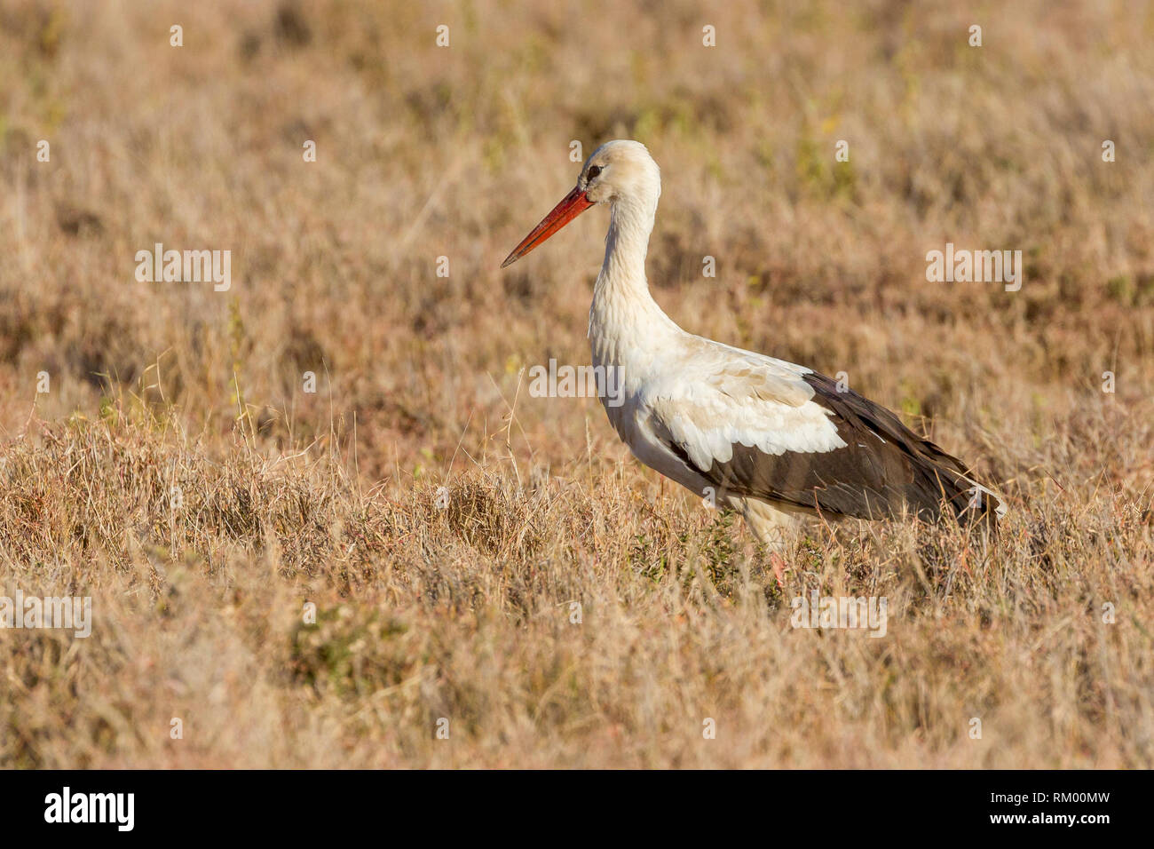 A single White Stork in open grassland searching for food, landscape ...