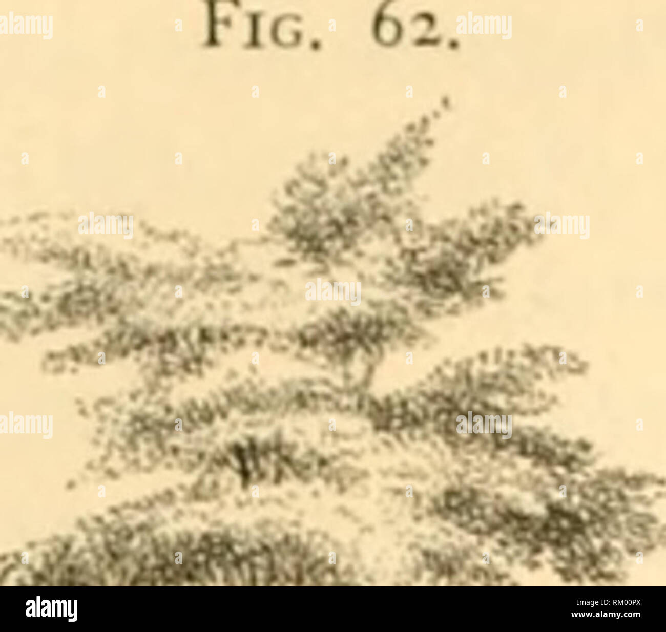 . The art of beautifying suburban home grounds of small extent ...