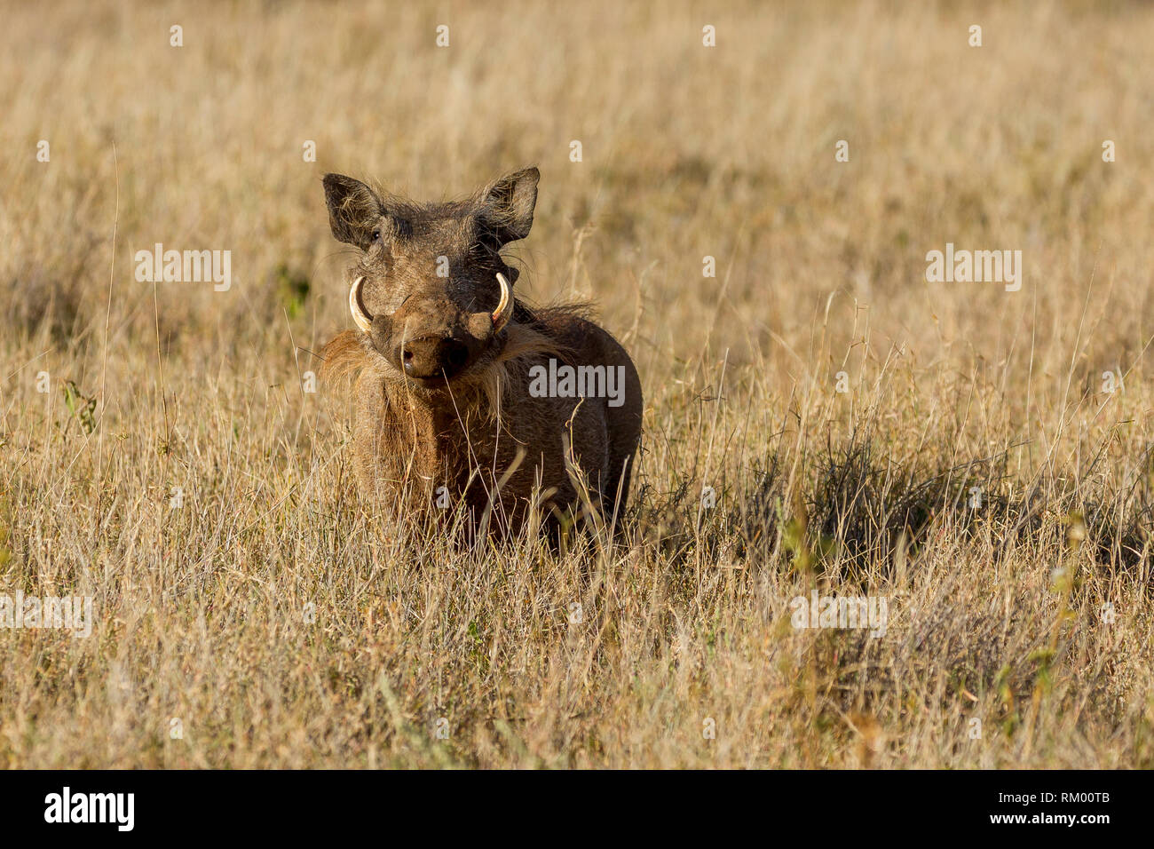 Adult male warthog hi-res stock photography and images - Alamy