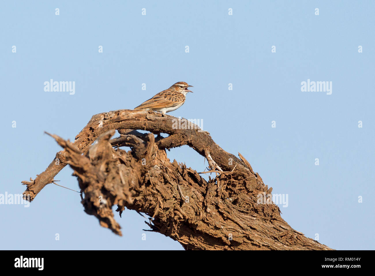A single Singing bush lark singing from a dead tree branch, landscape ...