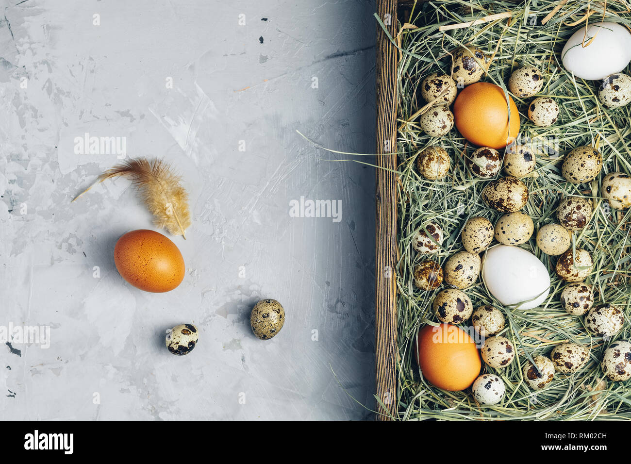 Quail and chicken eggs on the hay in wooden box, light gray concrete ...