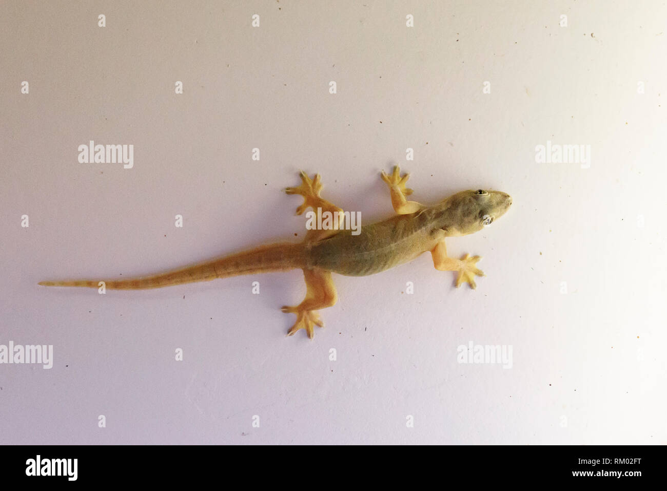 Lizard crawls hi-res stock photography and images - Alamy