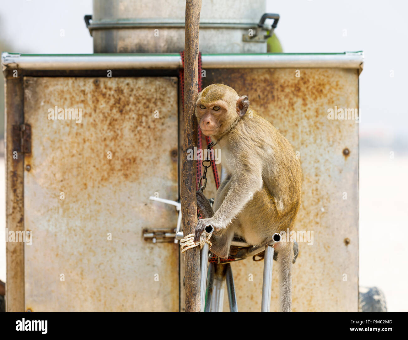 Little chained monkey or heron sits next to a rusty wall Stock Photo ...