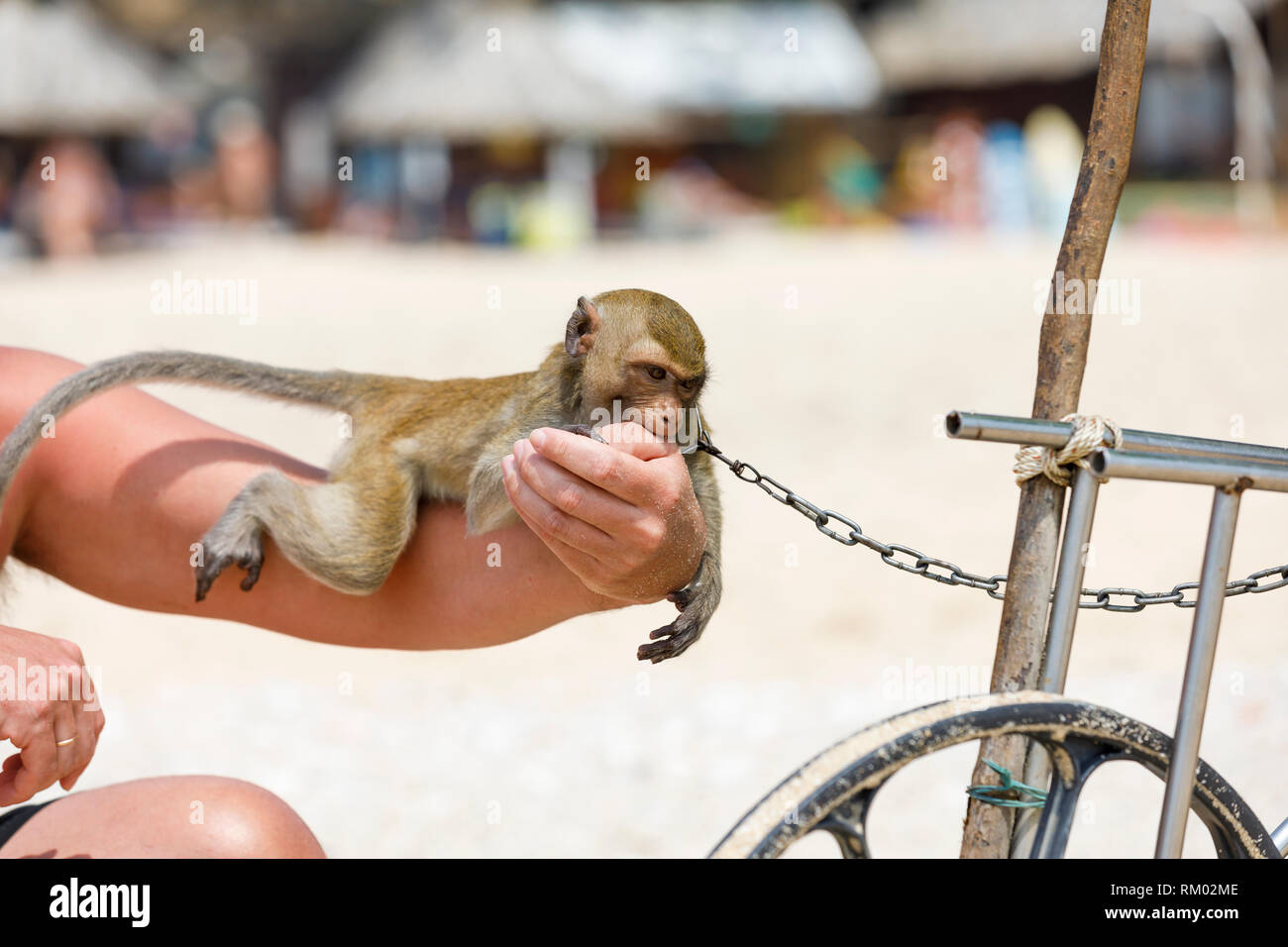 Chained monkey hi-res stock photography and images - Alamy