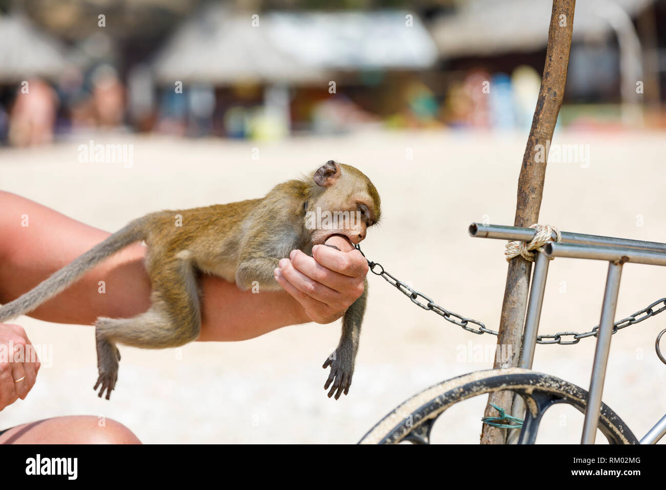 Chained monkey hi-res stock photography and images - Alamy