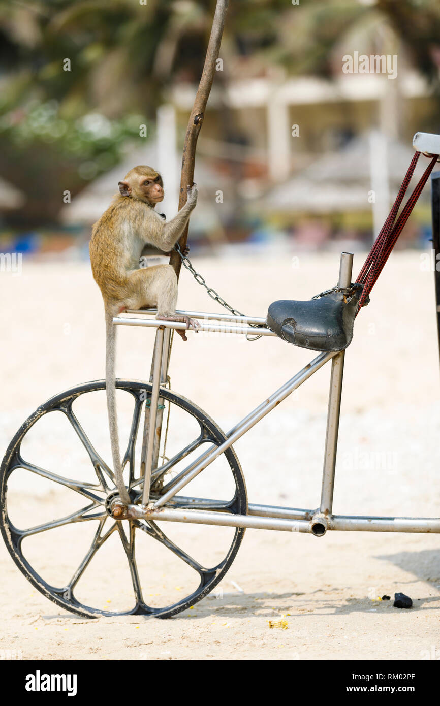 Chained little monkey sits on bicycle Stock Photo - Alamy