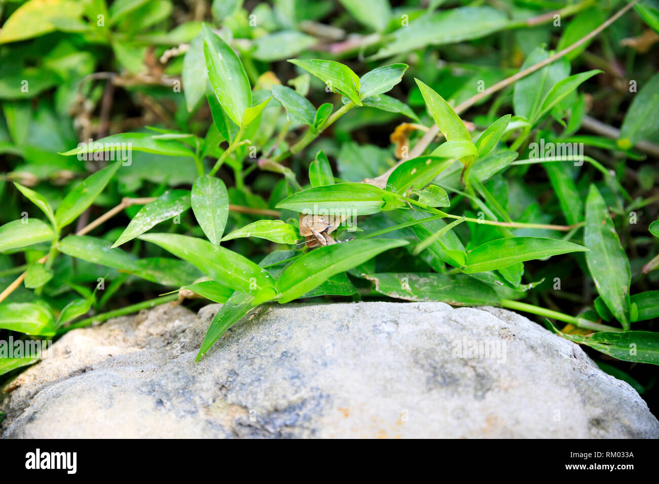 Hidden grasshopper hi-res stock photography and images - Alamy