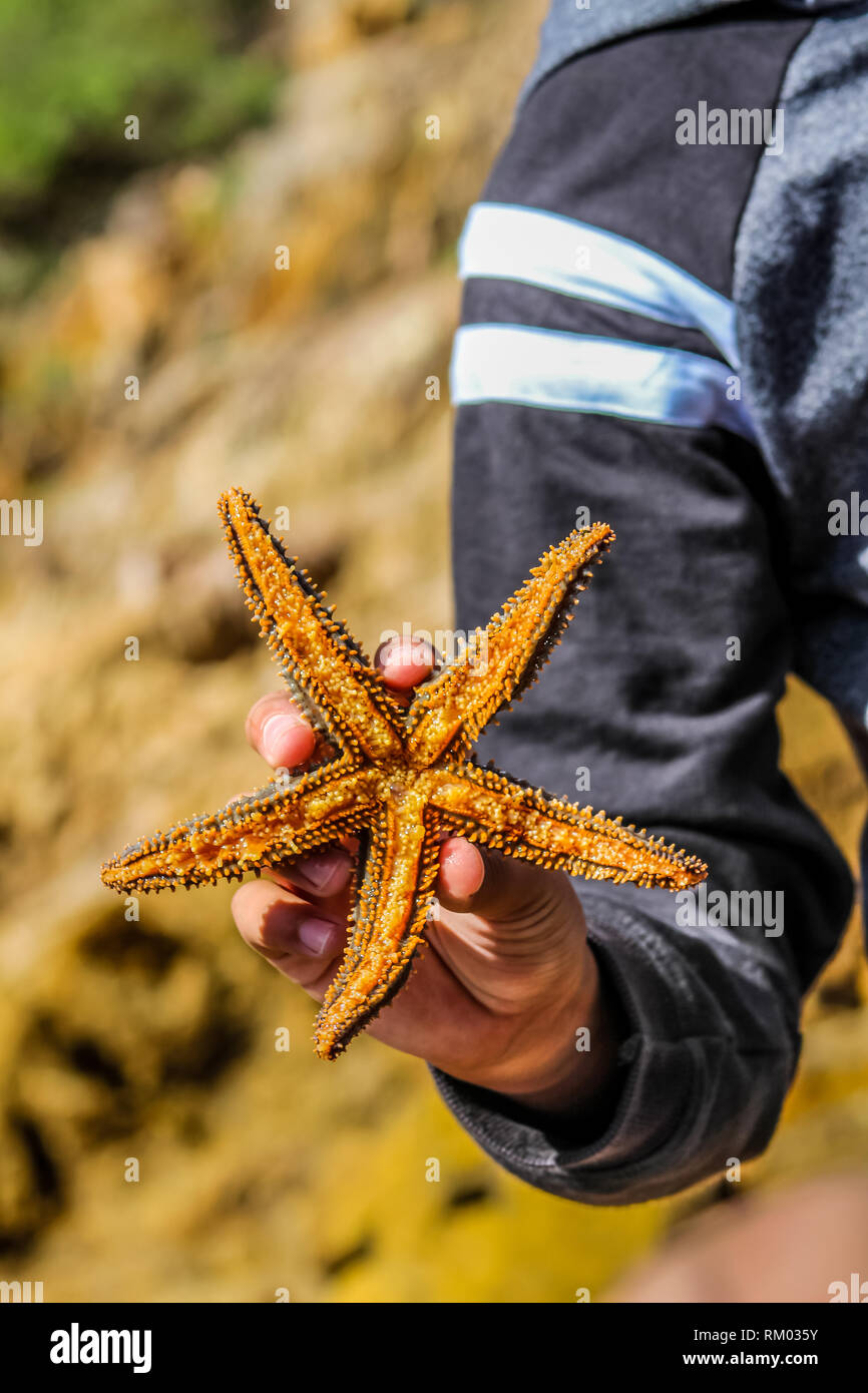 Spiny star fish or Starfish scientific name Marthasterias glacialis in ...