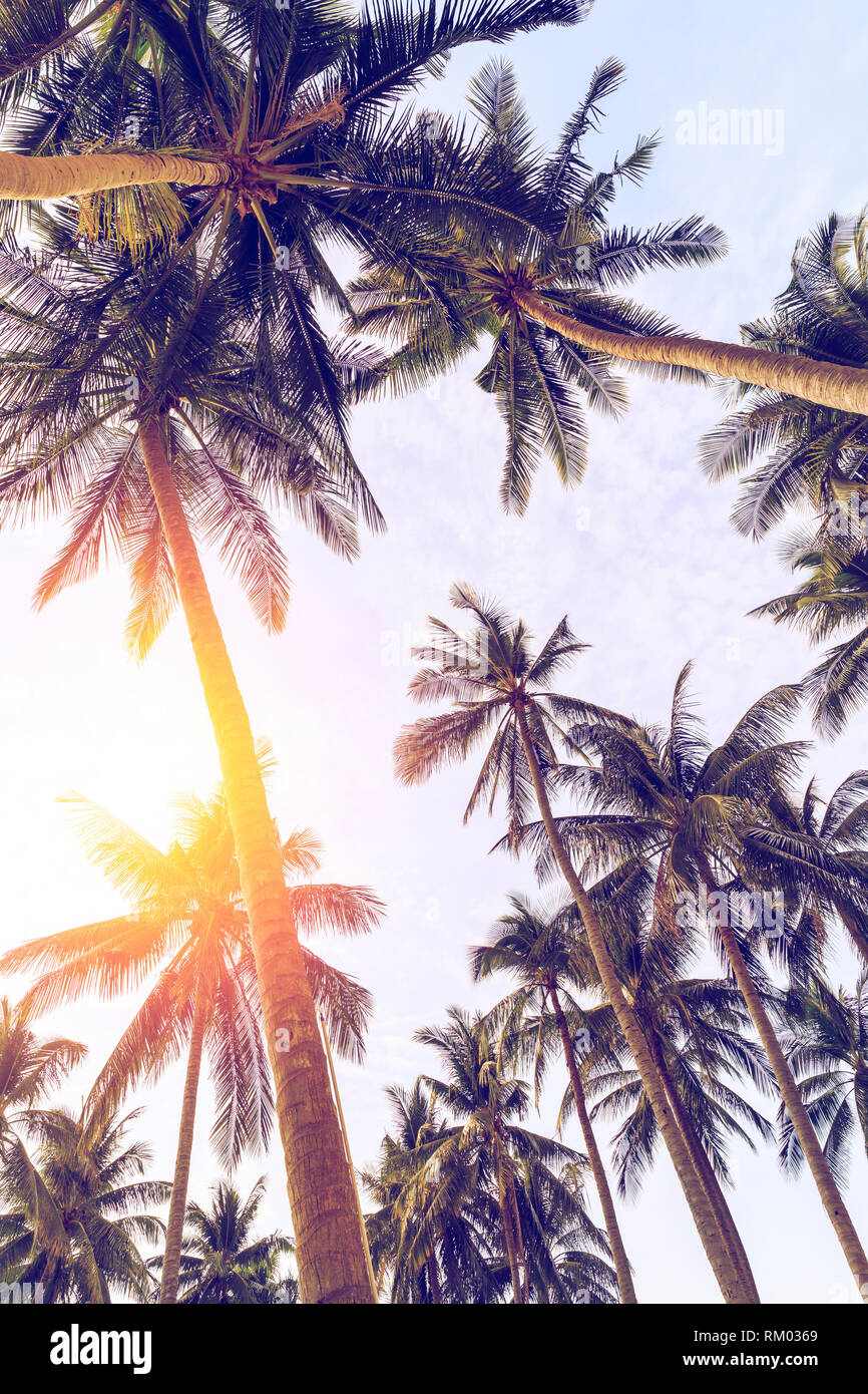 Tall tree sun hi-res stock photography and images - Alamy