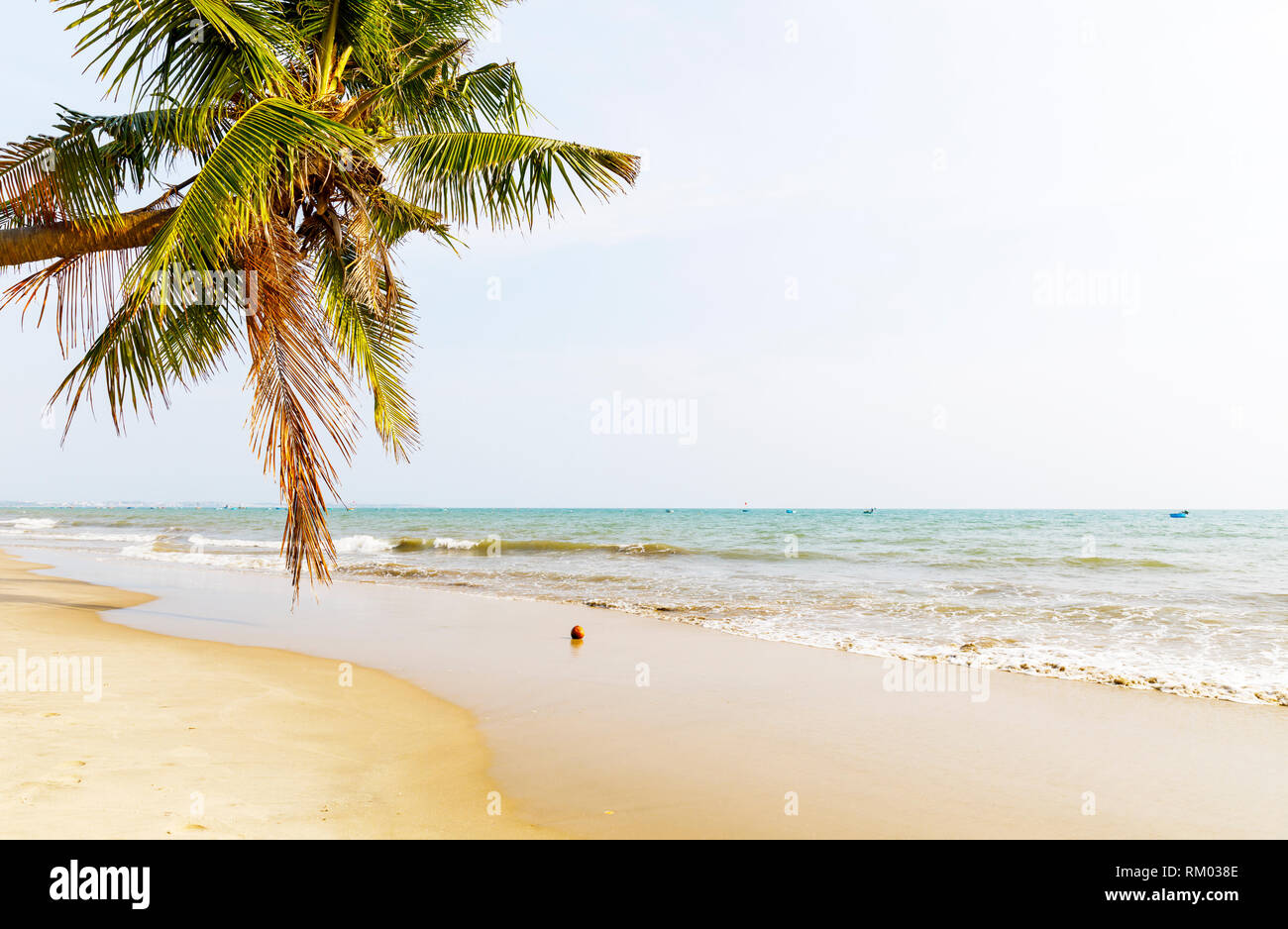 Palm trees at bright sunny sandy seaside in Vietnam Stock Photo - Alamy