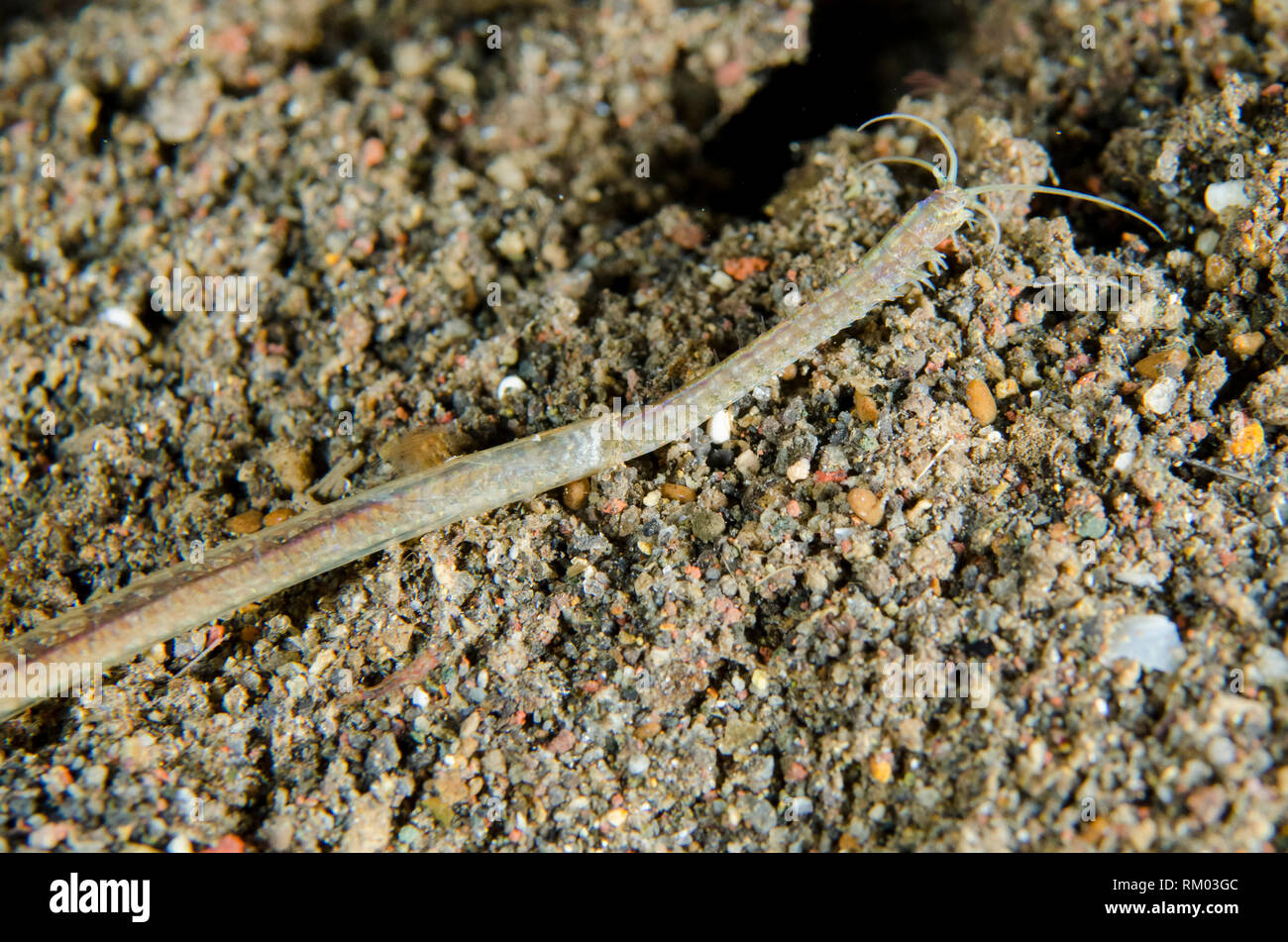 Drinking-straw Polychaete Worm, Hyalinoecia sp, aka Quill Worm ...