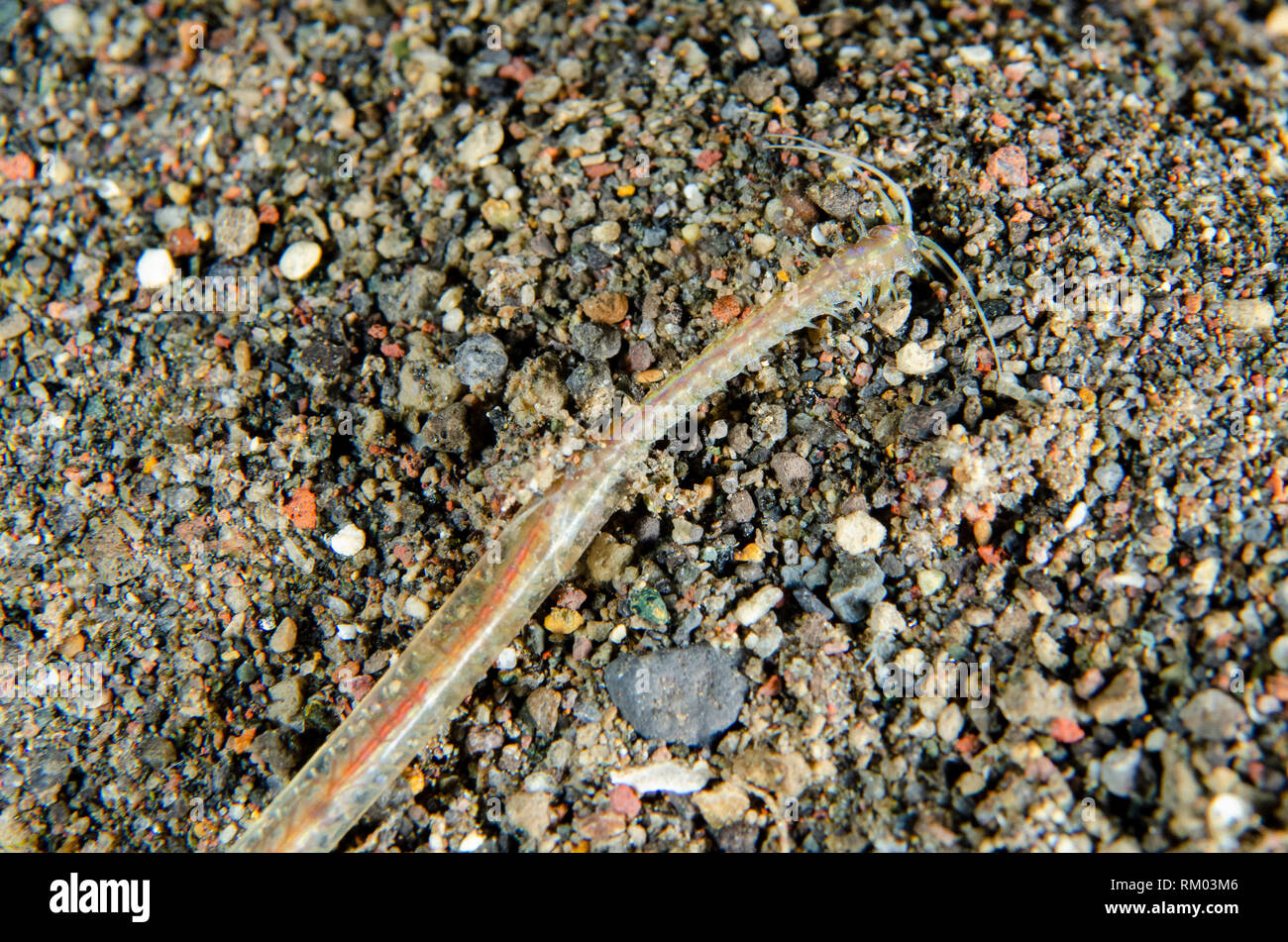 Drinking straw polychaete worm hi-res stock photography and images - Alamy