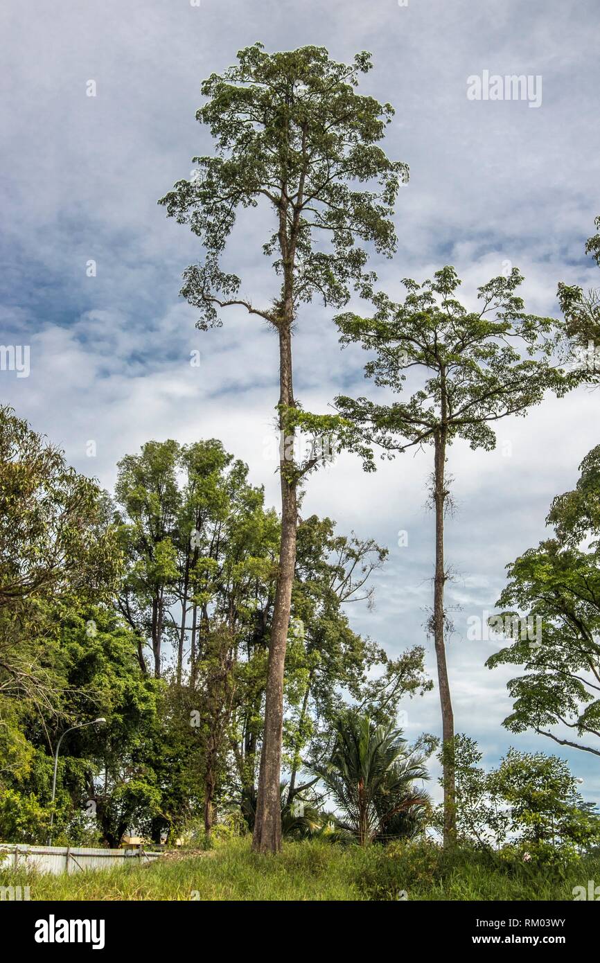 Trees at Jalan Uplands, Kuching, Sarawak, Malaysia Stock Photo - Alamy