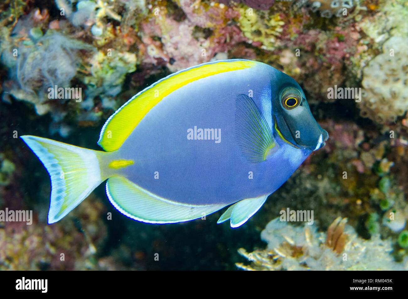 Powderblue Surgeonfish, Acanthurus leucosternon, Jemeluk Bay Wall dive ...